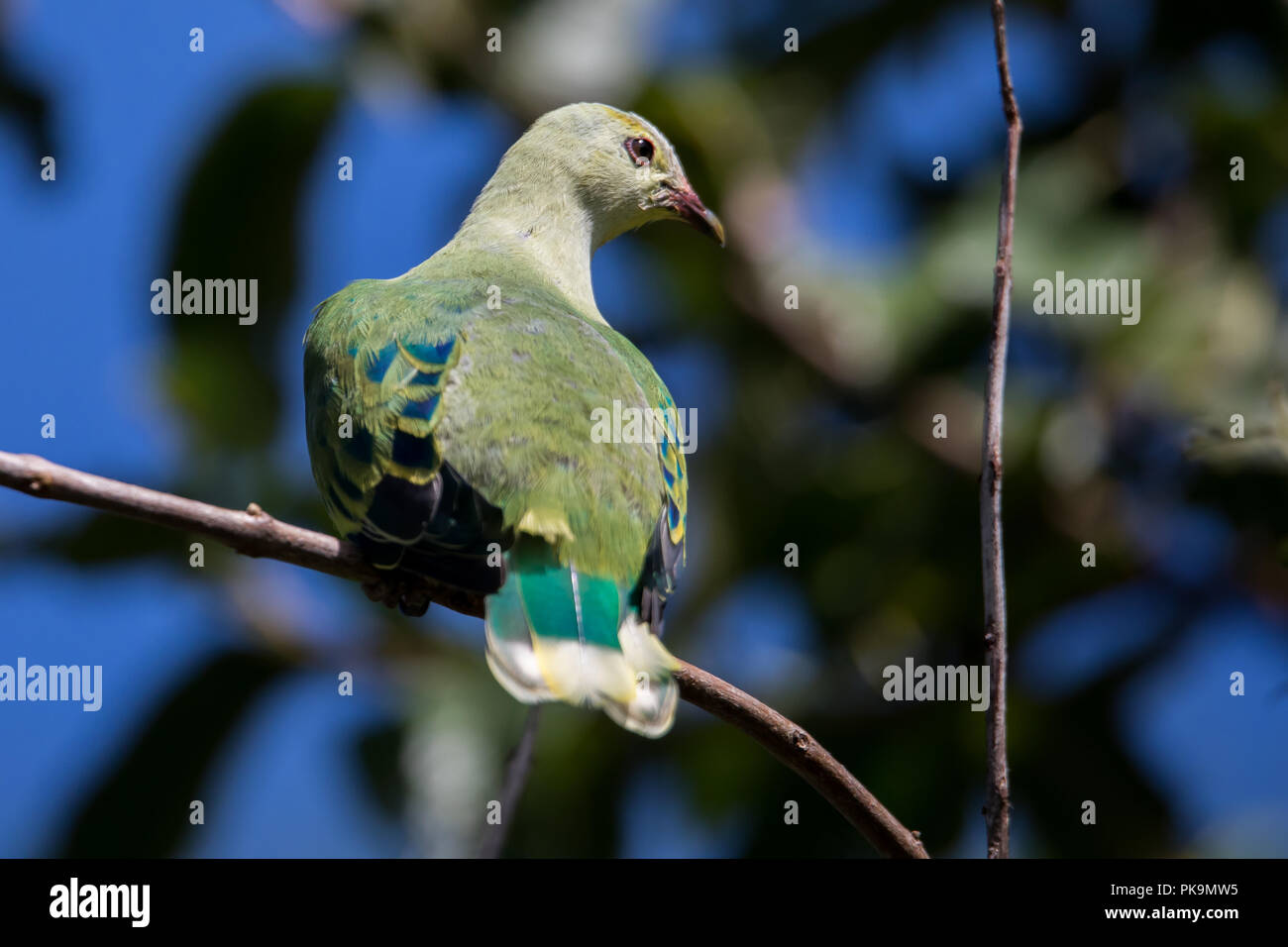 Ptilinopus dupetithouarsii hi-res stock photography and images - Alamy