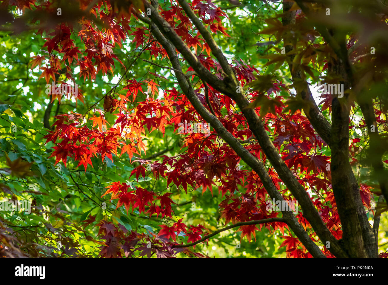 Red maple leaves in the green forest Stock Photo - Alamy