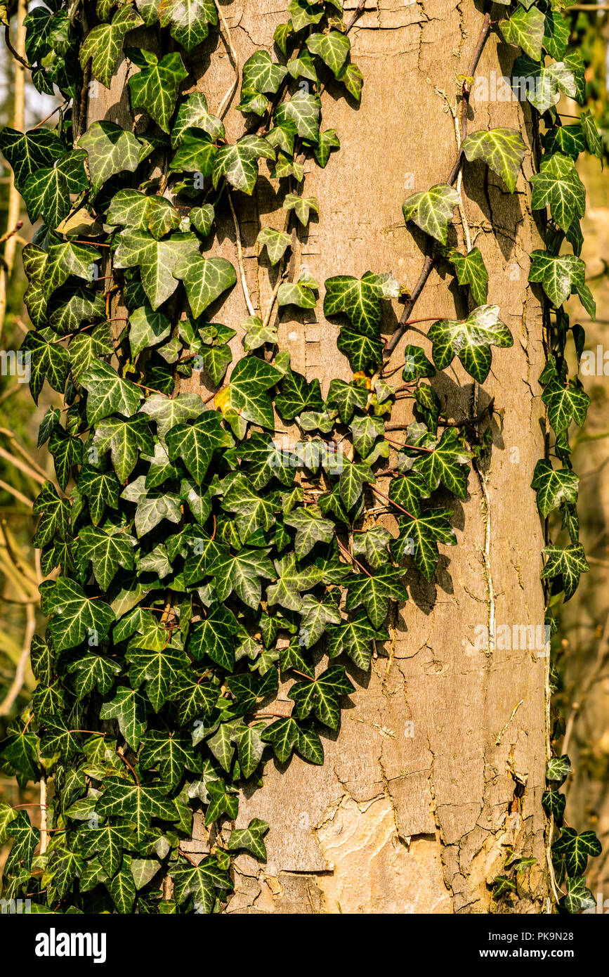 Ivy on the tree hi-res stock photography and images - Alamy