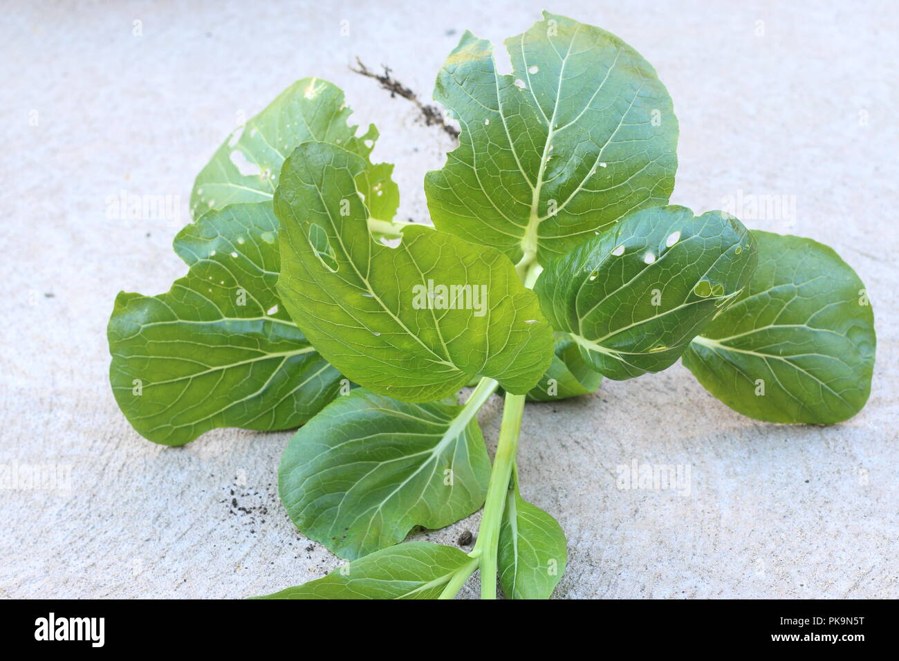 Pak choi growing hi-res stock photography and images - Alamy
