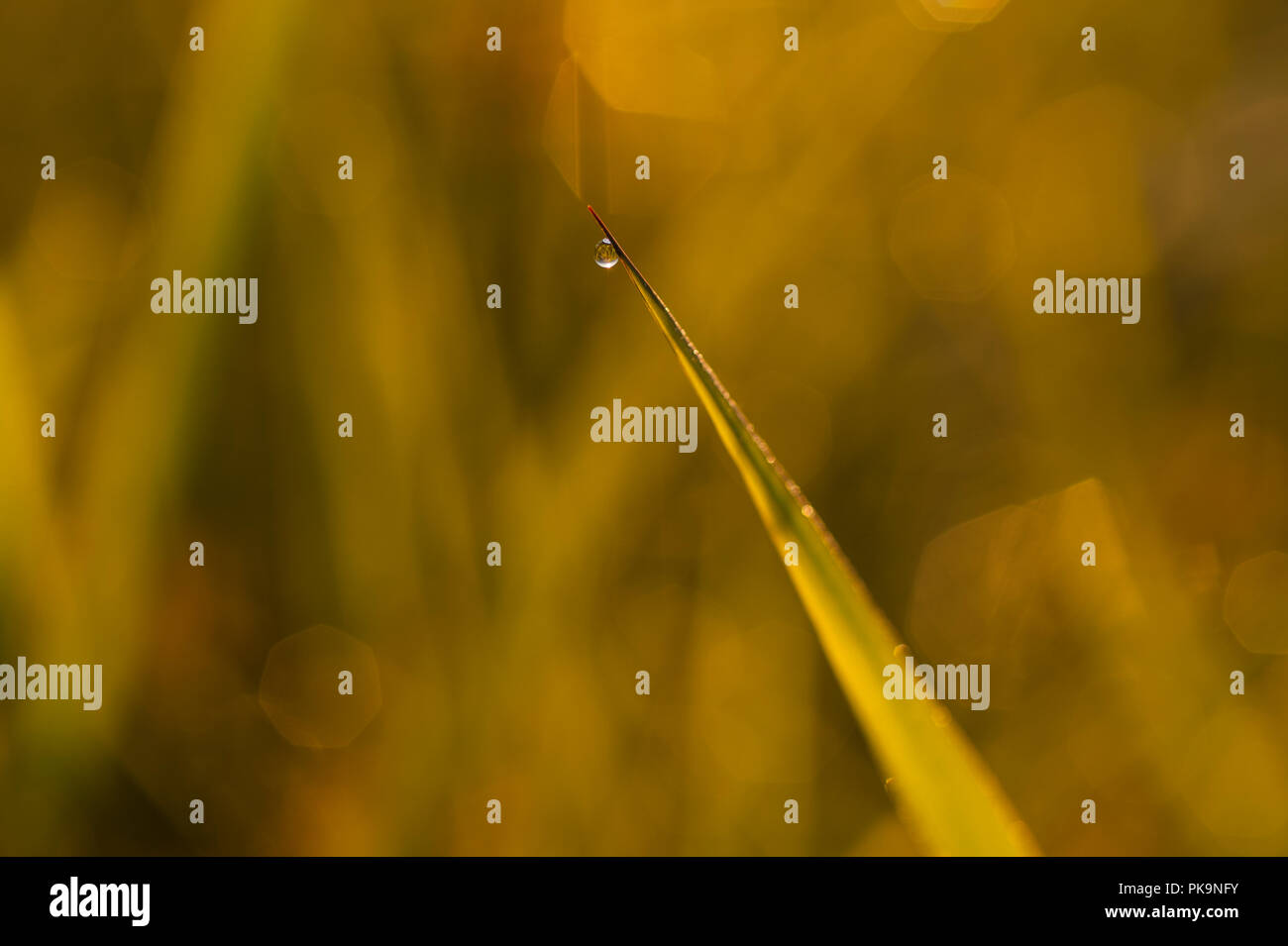 Reeds along shoreline with sunrise light with dew drops close-ups Stock ...