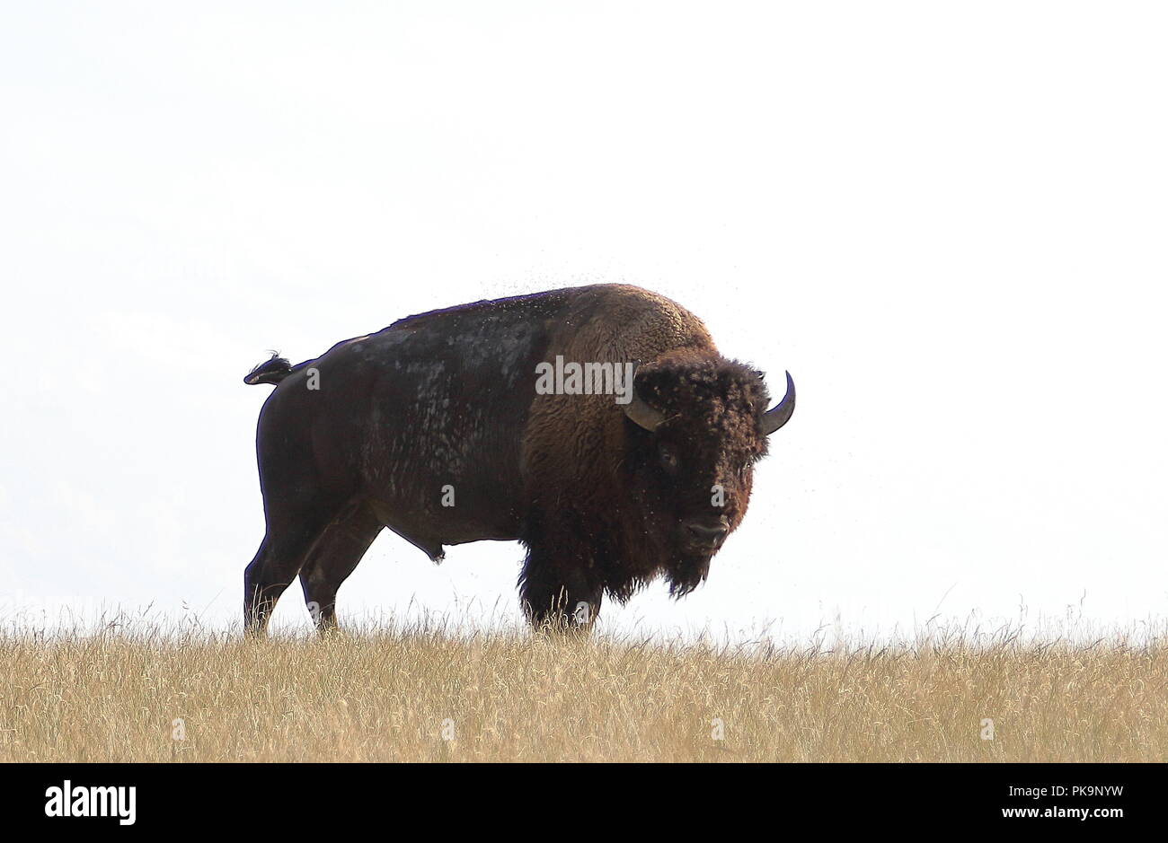 Big Bison in Badlands National Park, South Dakota Stock Photo - Alamy