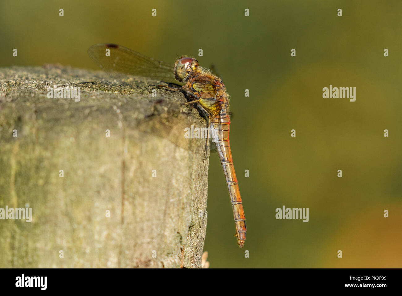 Adult Female Brown Hawker Dragonfly (UK) close up Stock Photo - Alamy