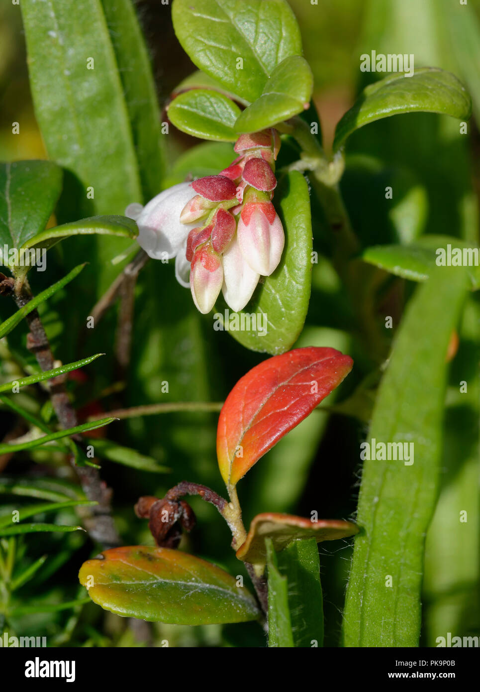 Highland shrub hi-res stock photography and images - Alamy