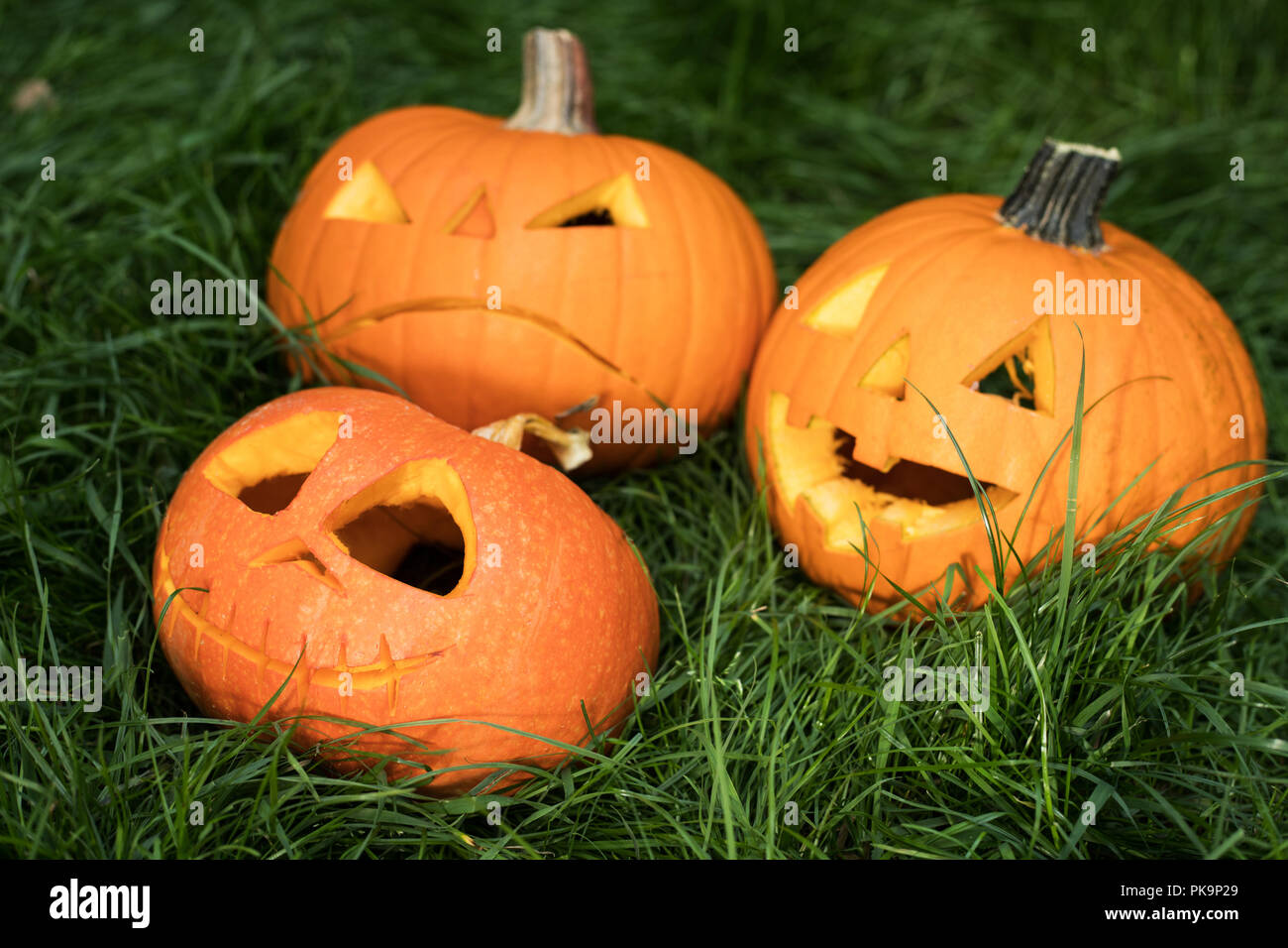 halloween carved pumpkin on grass. jack-o-lantern Stock Photo - Alamy
