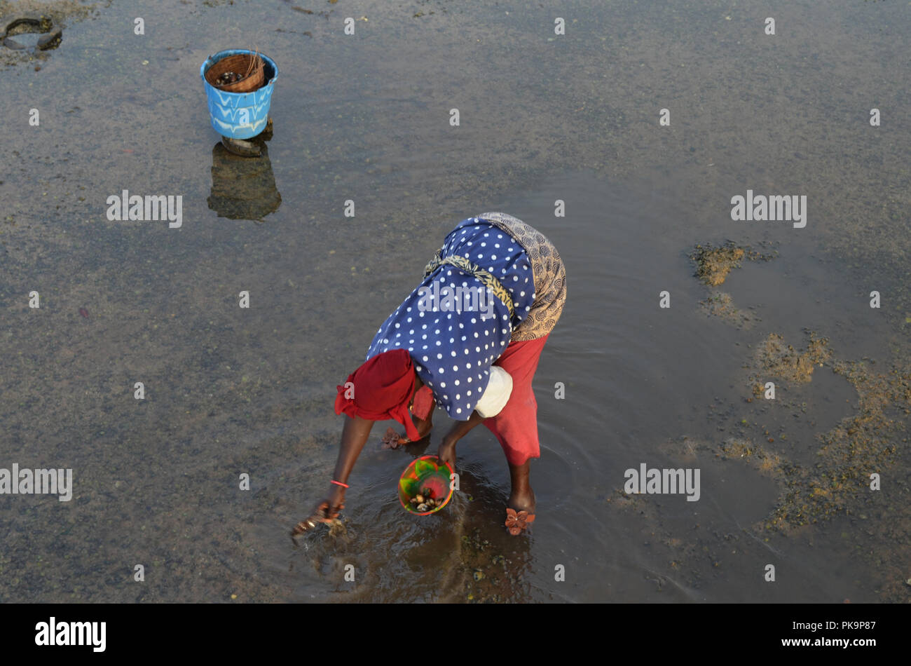 Sustainable Development Goals: women gathering shellfish from the ...