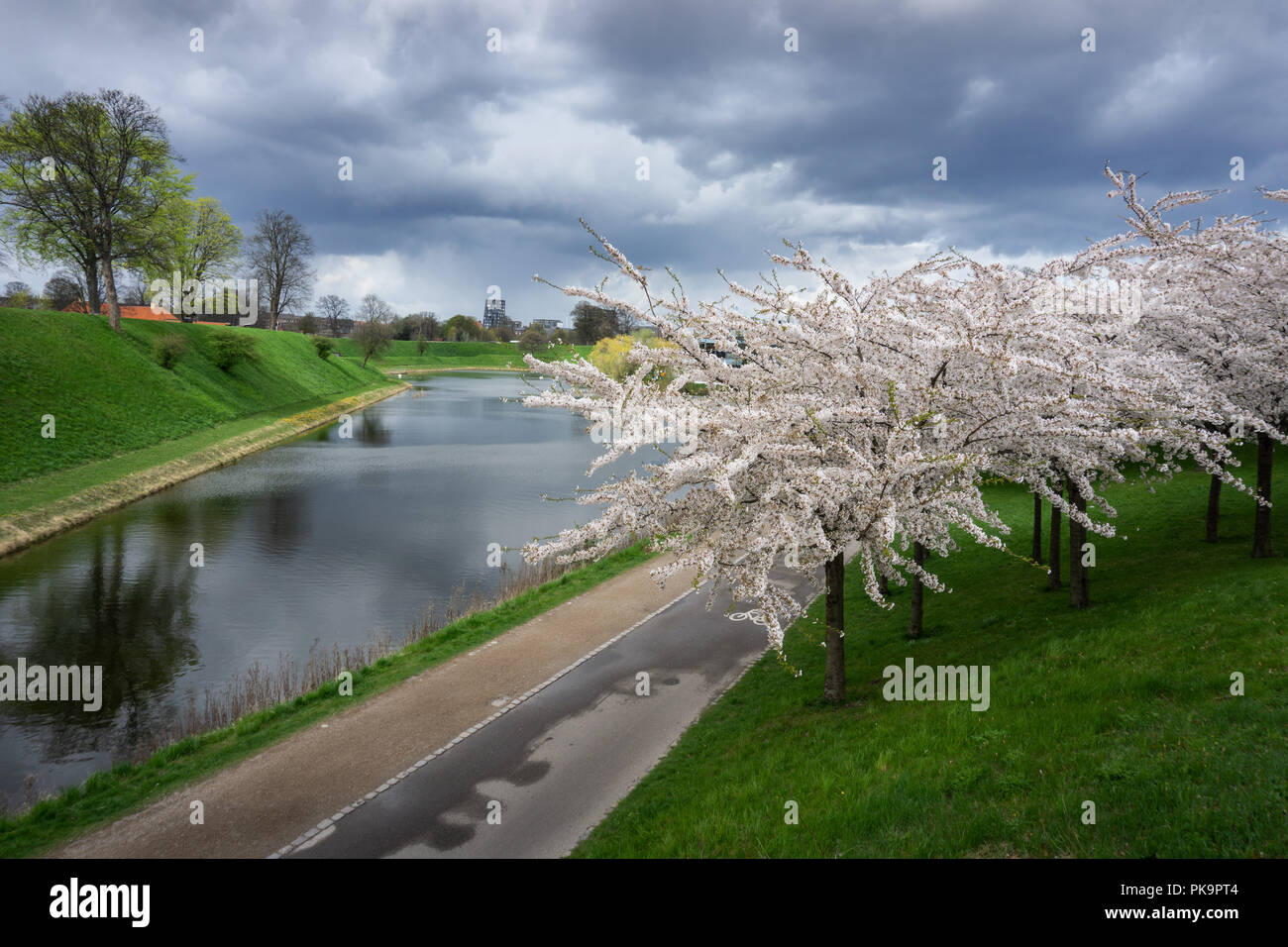 Trees in bloom in Copenhagen (Denmark Stock Photo - Alamy
