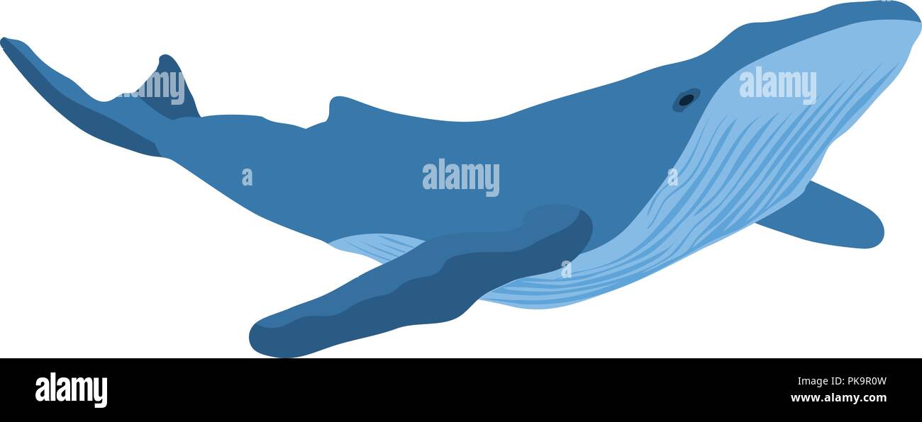 vector illustration of a blue whale isolated on white background Stock ...