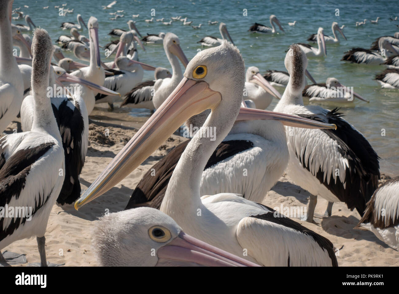 Wild Pelican Feeding - sea birds being fed fish scraps at Ian Dipple ...