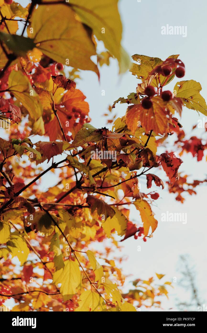 My golden days hi-res stock photography and images - Alamy