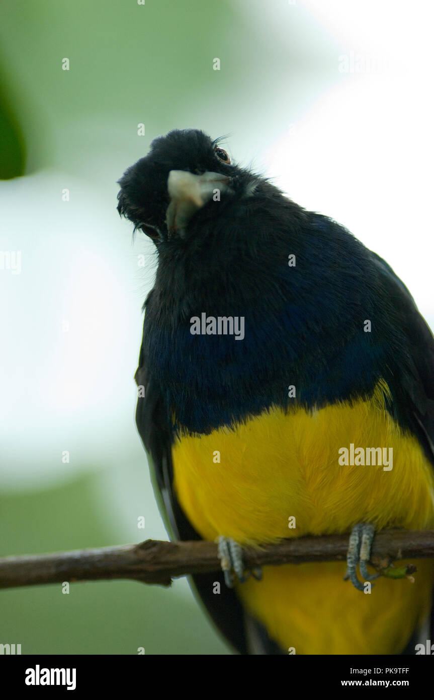 A White-tailed Trogan at the National Aquarium in Baltimore peeks out ...
