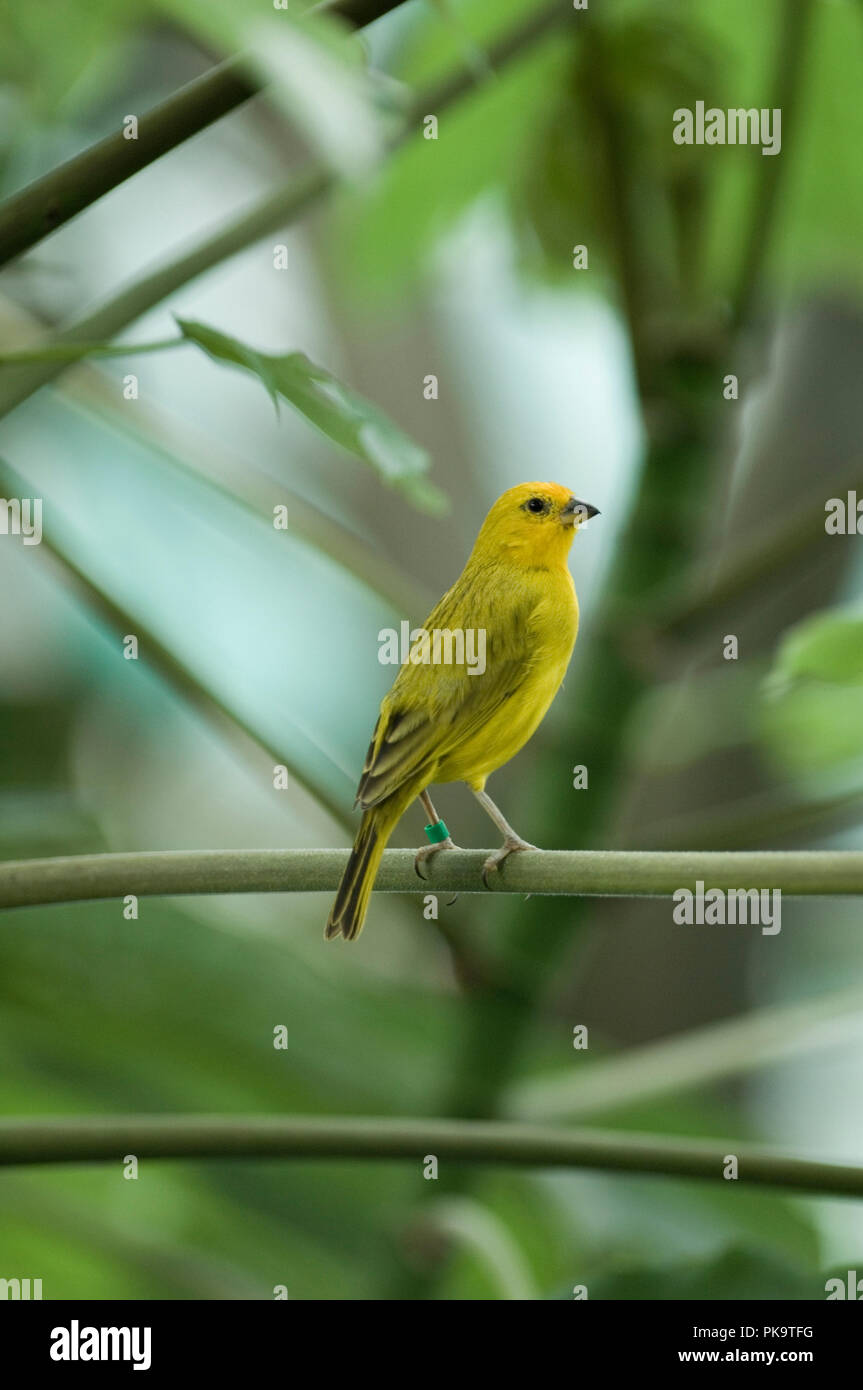 A Saffron Finch; Sicalis flaveola, at the National Aquarium in ...