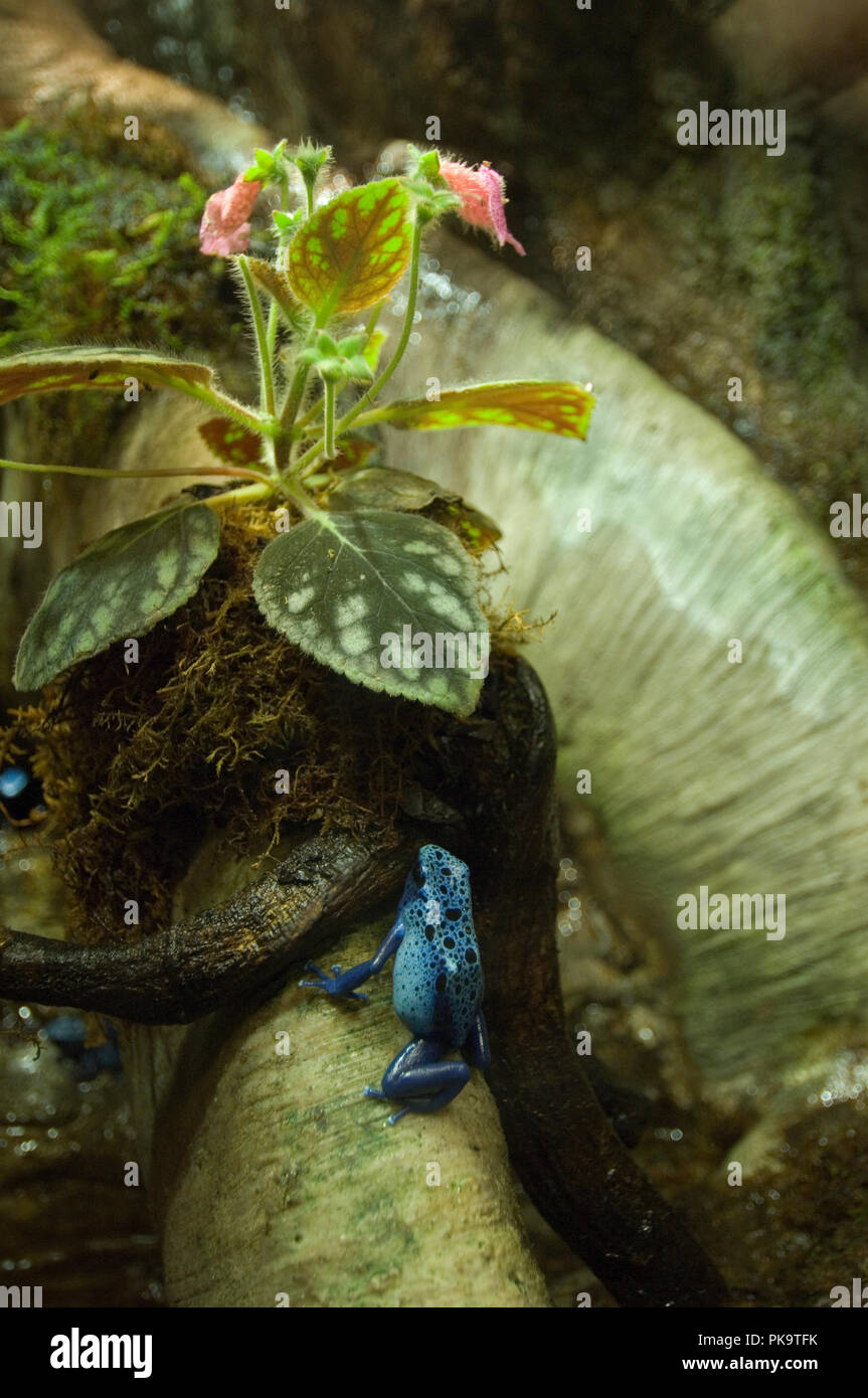 The National Aquarium in Baltimore's exibit on frogs called "A Chorus ...