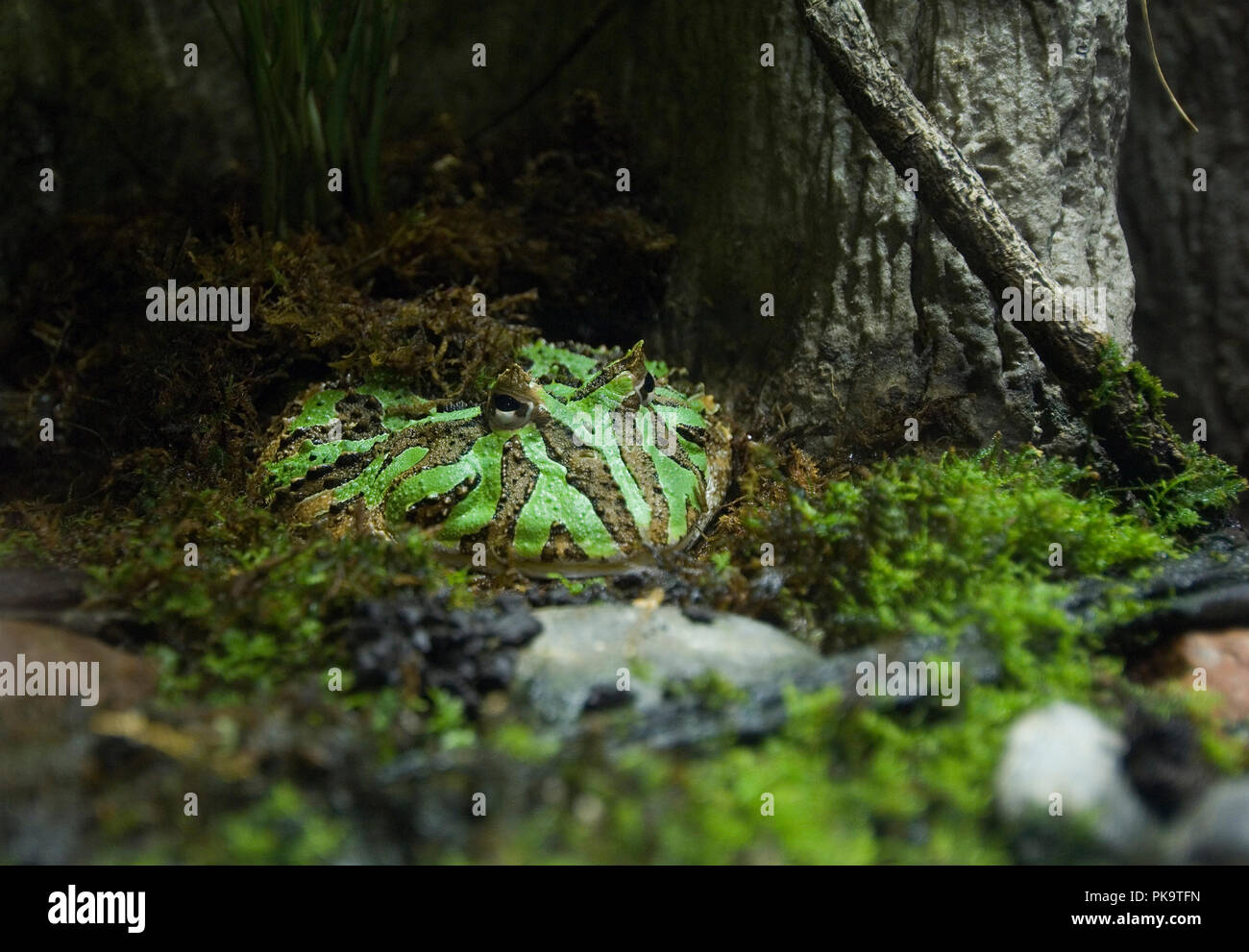 The National Aquarium in Baltimore's exibit on frogs called "A Chorus ...