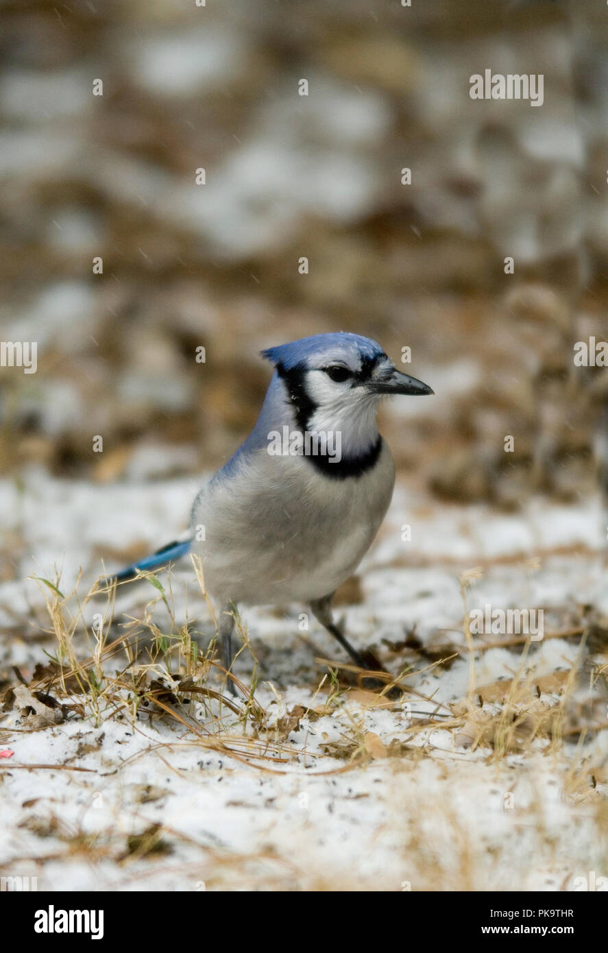 Blue jay :: Cyanocitta cristata Stock Photo - Alamy