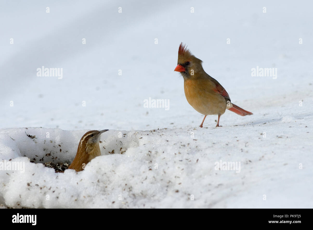 Carolina wren song bird hi-res stock photography and images - Alamy