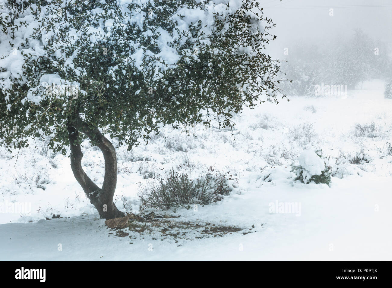 Live coast oak tree, healthy coastal evergreen oak covered in snow on a ...