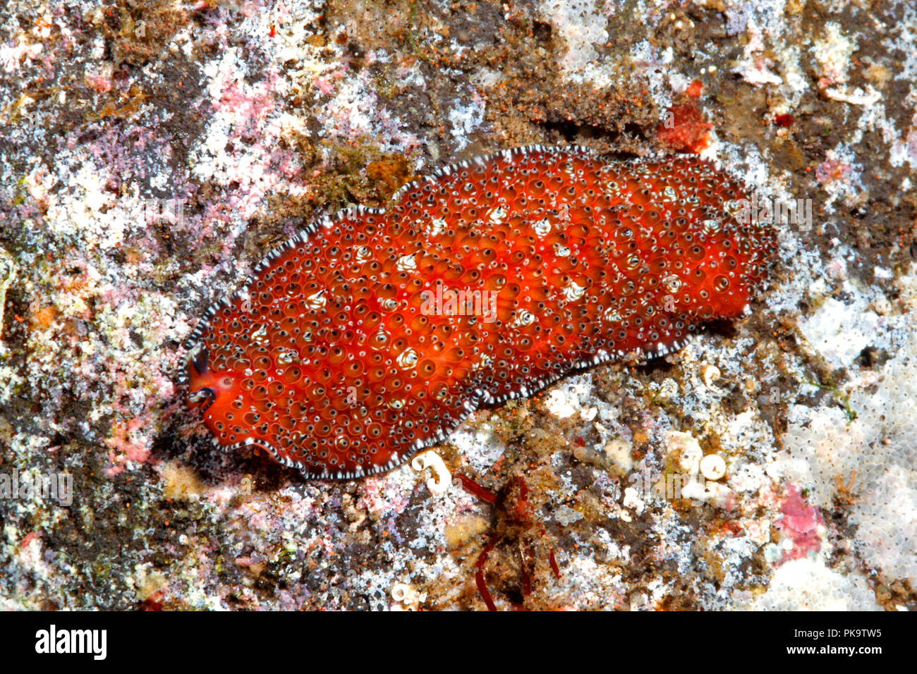 Flatworms hi-res stock photography and images - Alamy