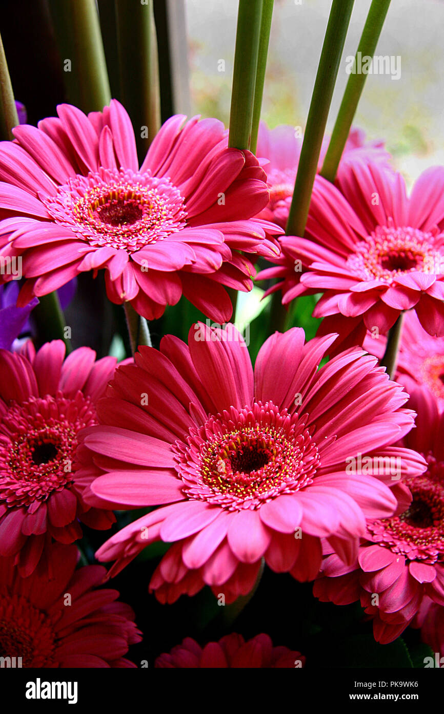 Gerberas arrangement hi-res stock photography and images - Alamy