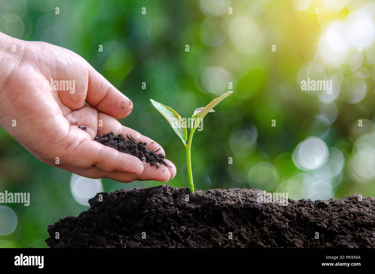tree sapling hand planting sprout in soil with sunset close up male hand planting young tree ...