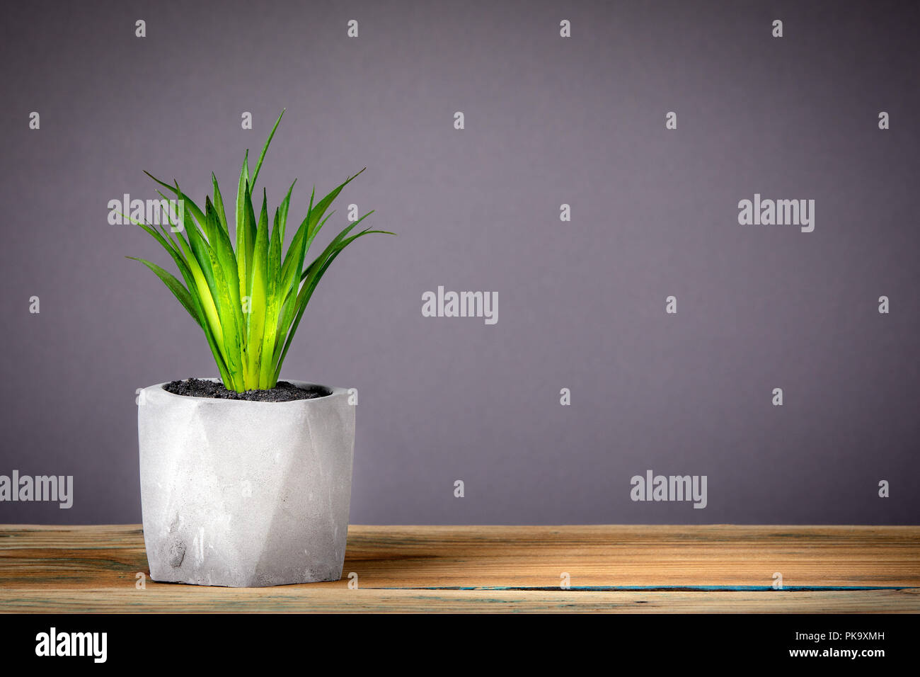 Green plant on grey background, free copy space Stock Photo - Alamy