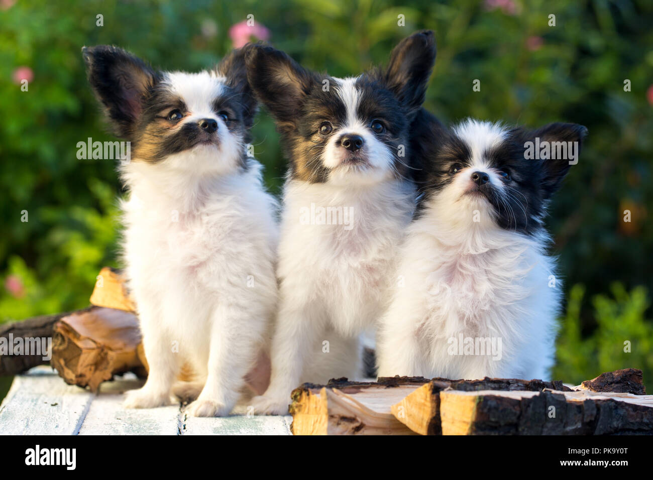 three cute puppies Stock Photo - Alamy