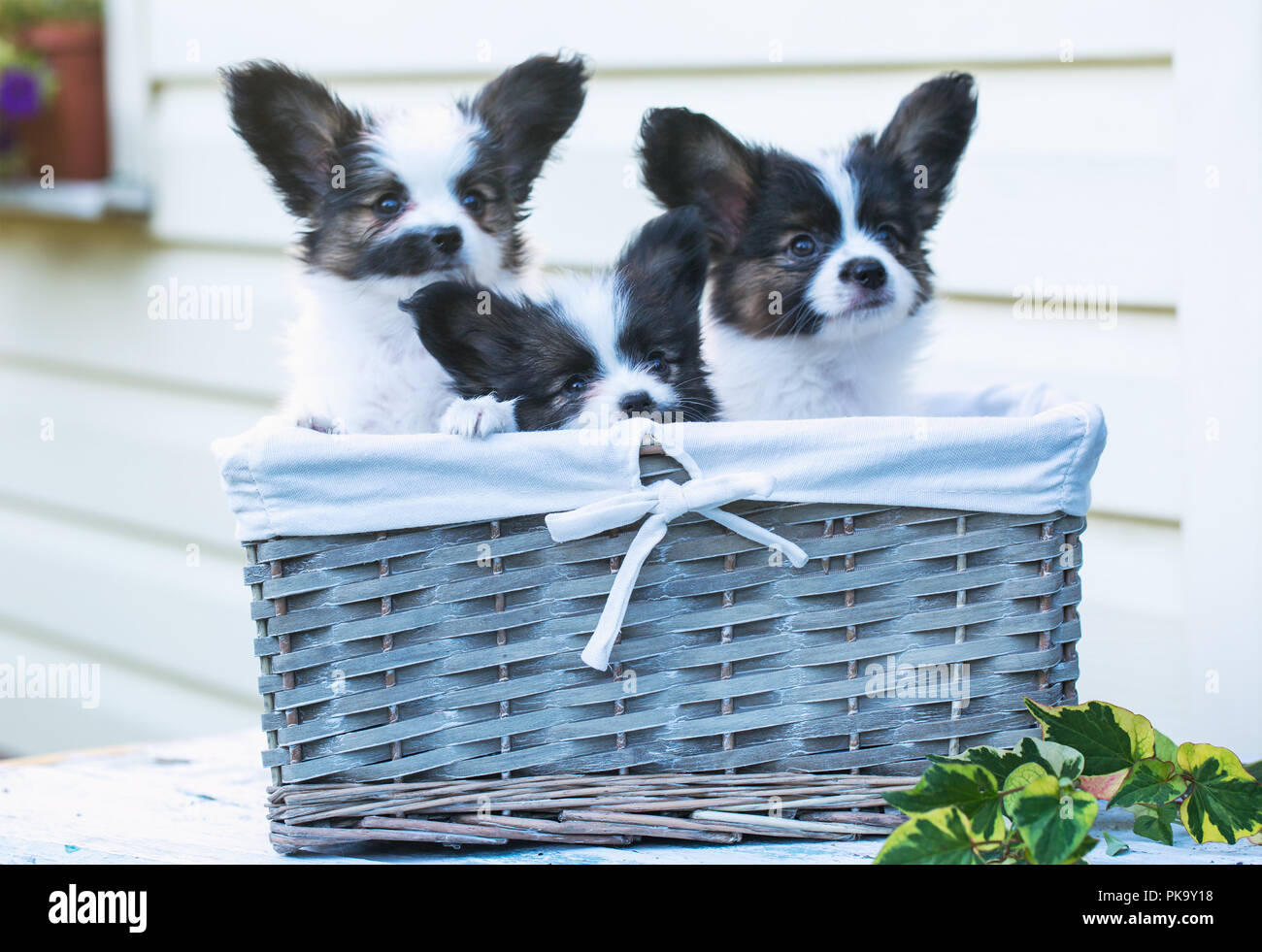 three cute puppies Stock Photo - Alamy