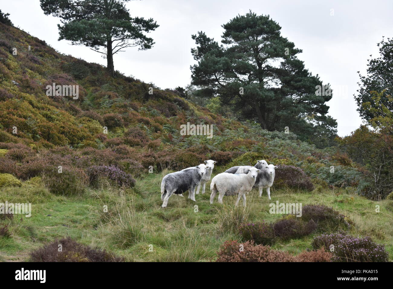 Country scenes in England Stock Photo - Alamy