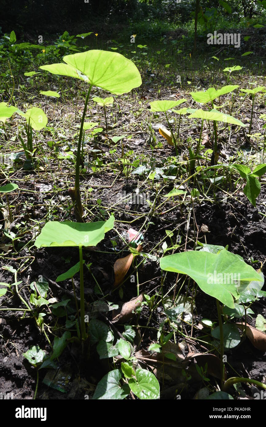 Kochu plant hi-res stock photography and images - Alamy