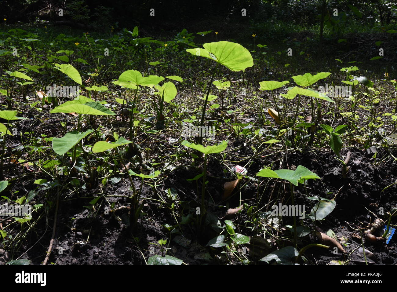 Kochu plant hi-res stock photography and images - Alamy