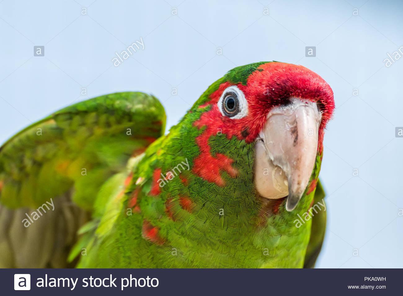 Parrot Tongue Stock Photos & Parrot Tongue Stock Images - Alamy