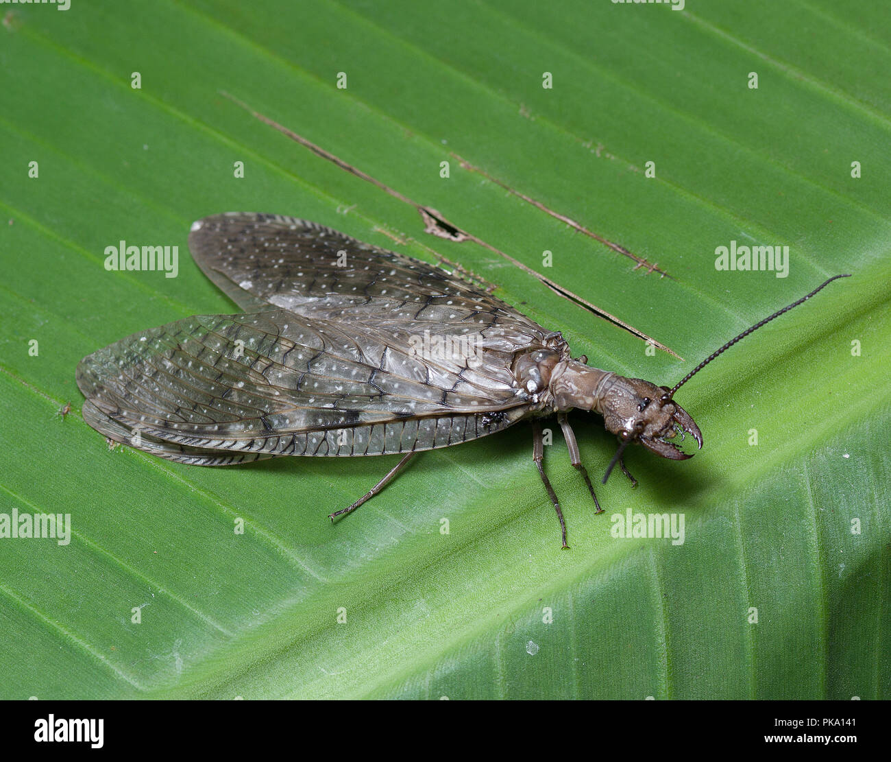Dobsonfly hi-res stock photography and images - Alamy