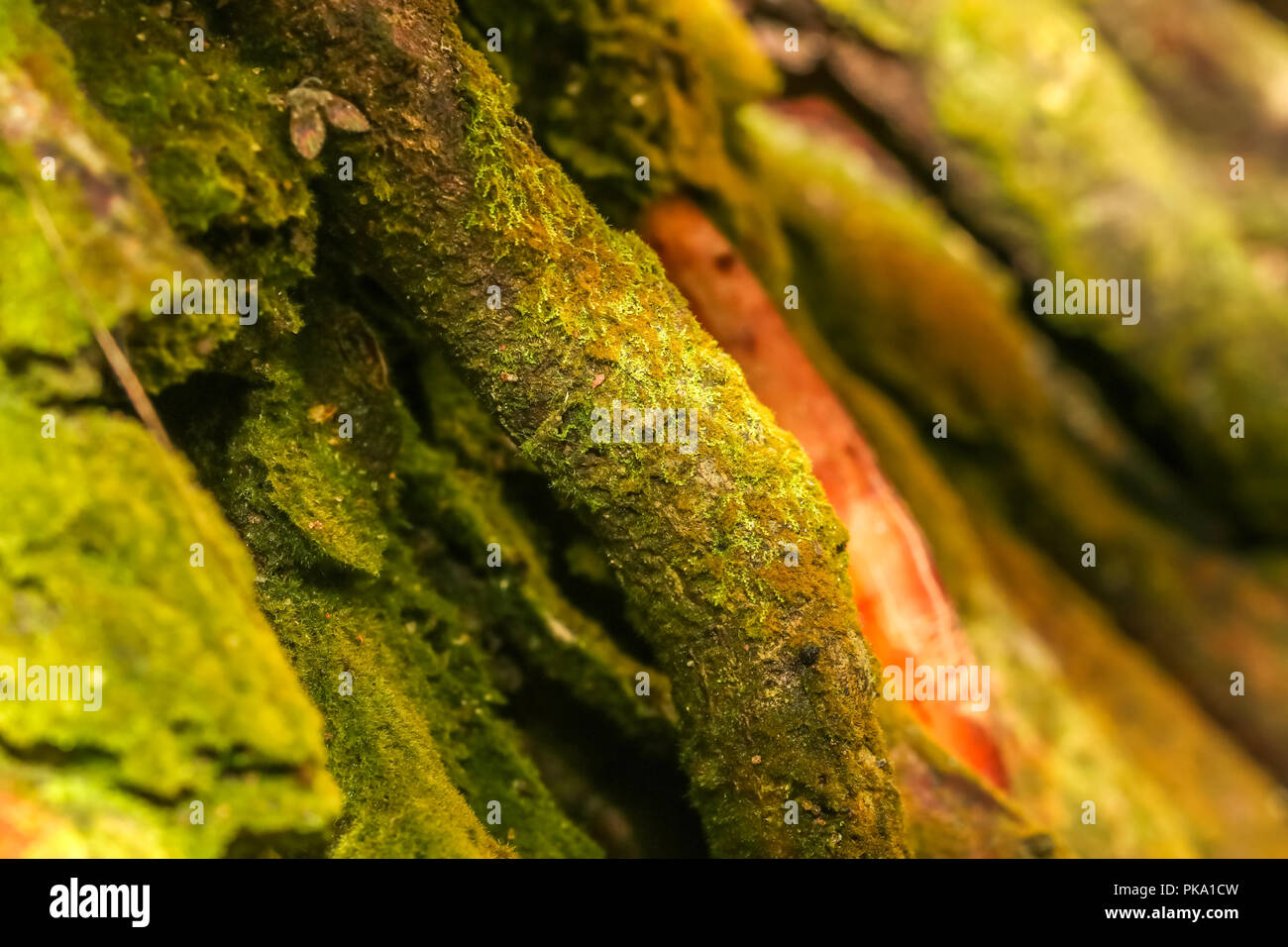 Moss on Areca Nut Roots Stock Photo - Alamy