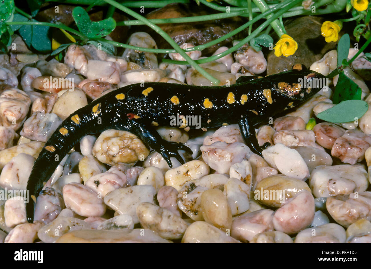European fire salamanders hi-res stock photography and images - Alamy