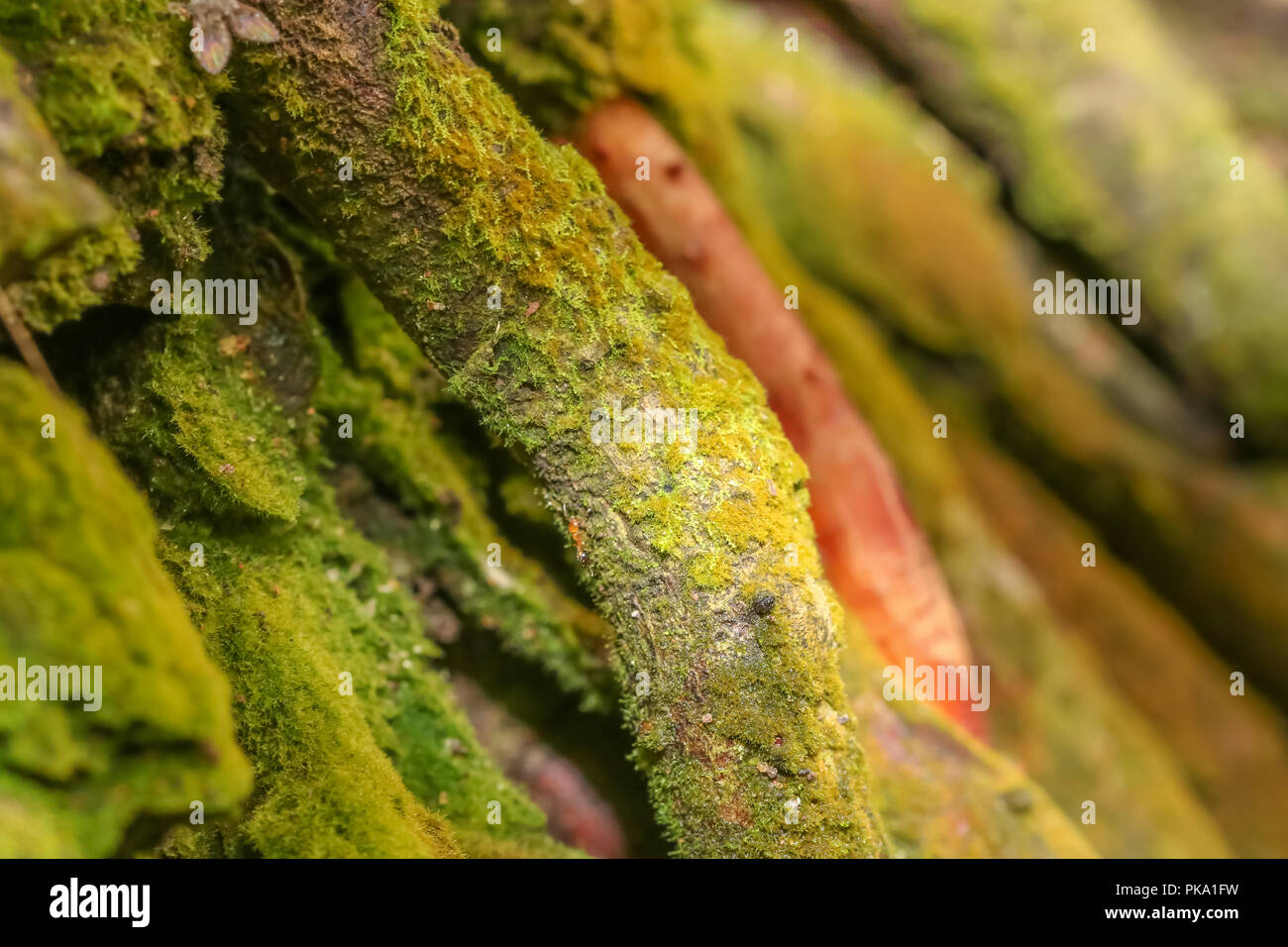 Moss on Areca Nut Roots Stock Photo - Alamy