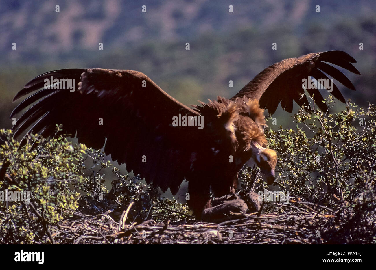 Vulture nest hi-res stock photography and images - Alamy