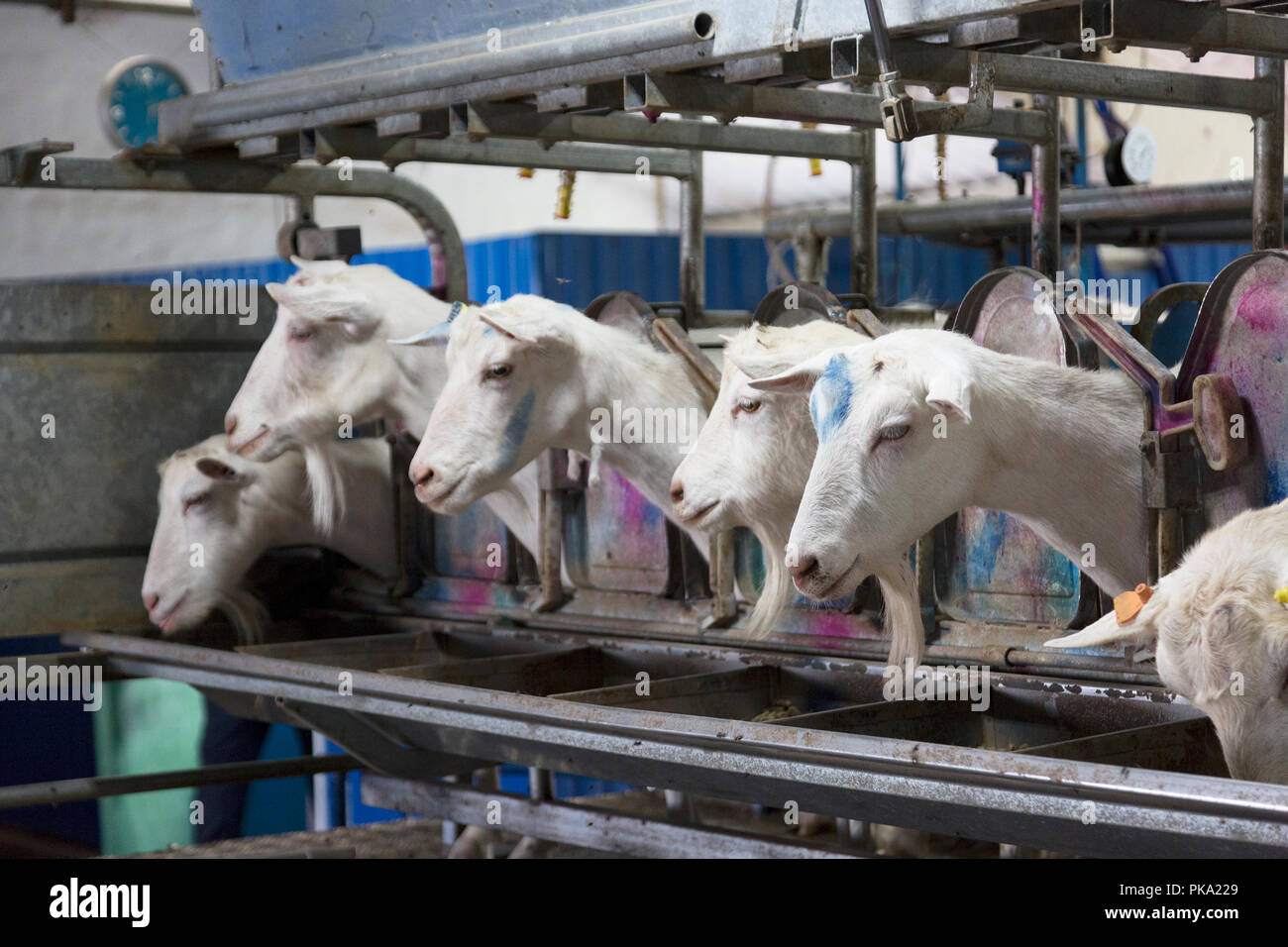 Automatic milking hi-res stock photography and images - Alamy