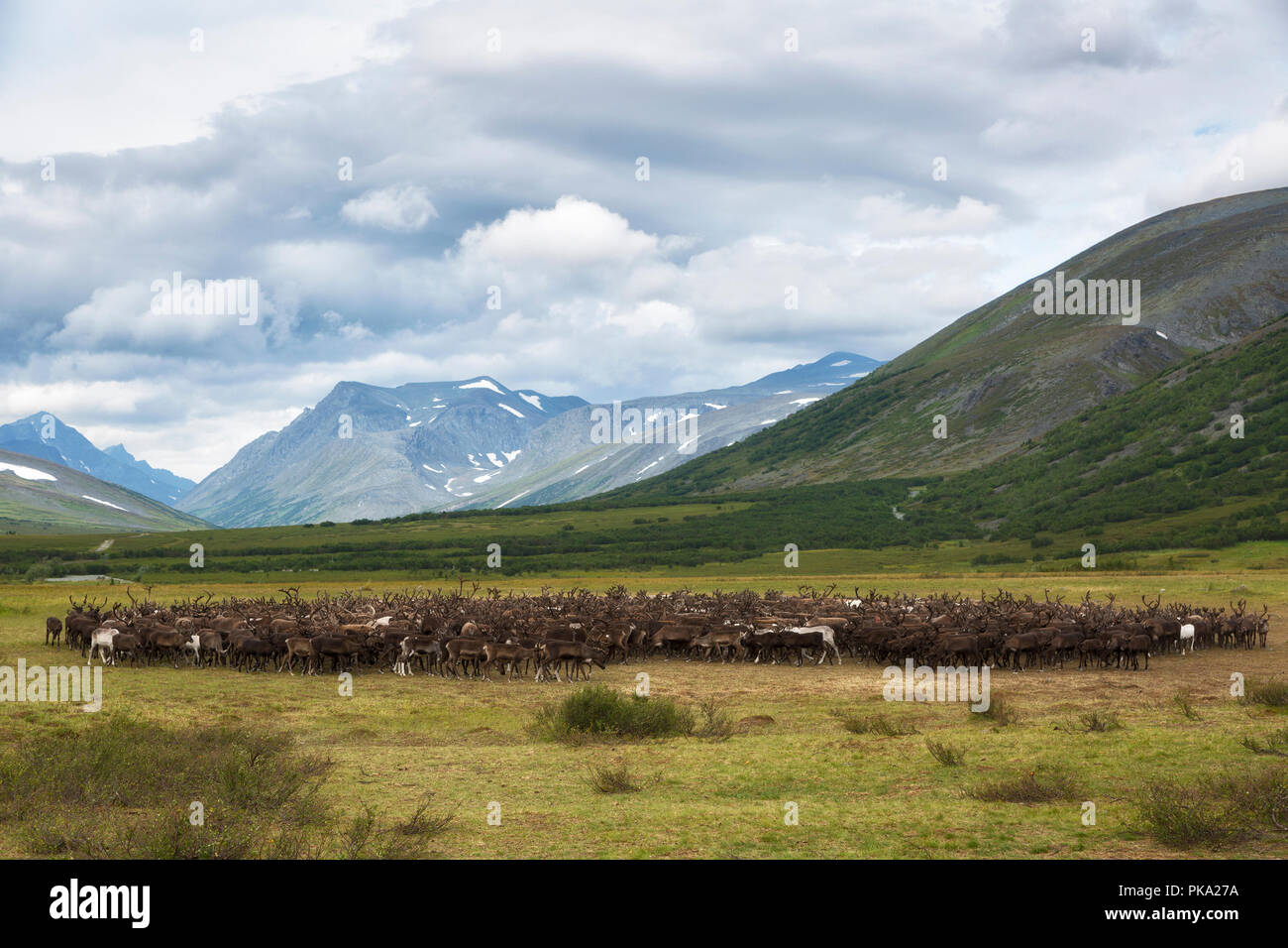 Yamal hi-res stock photography and images - Alamy