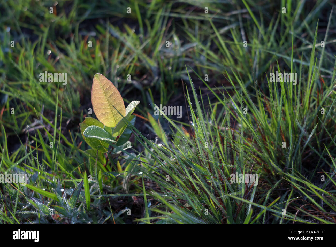 Ferns, lichens and moss live on pine tree. It is the survival of the ...