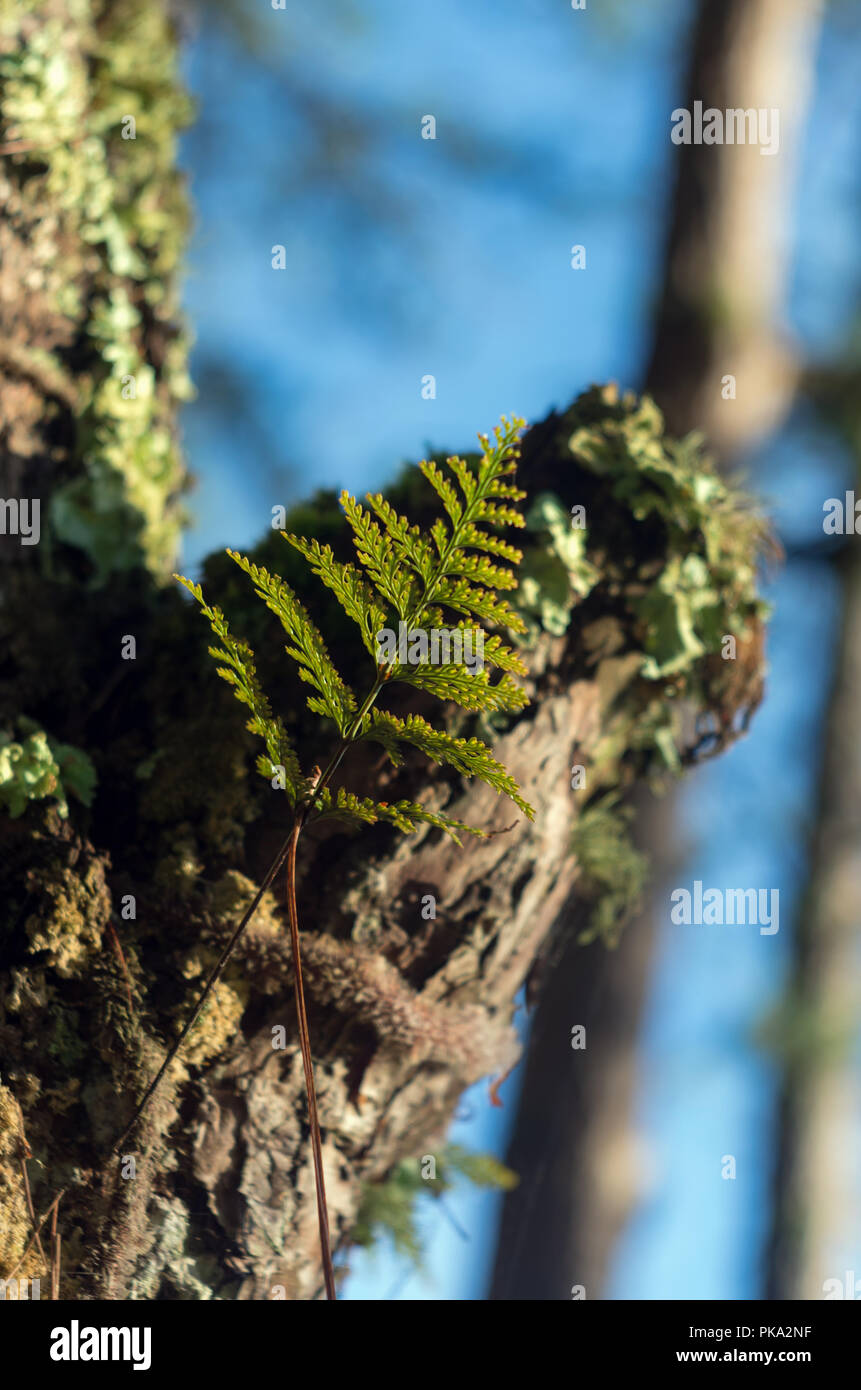 Ferns, lichens and moss live on pine tree. It is the survival of the ...
