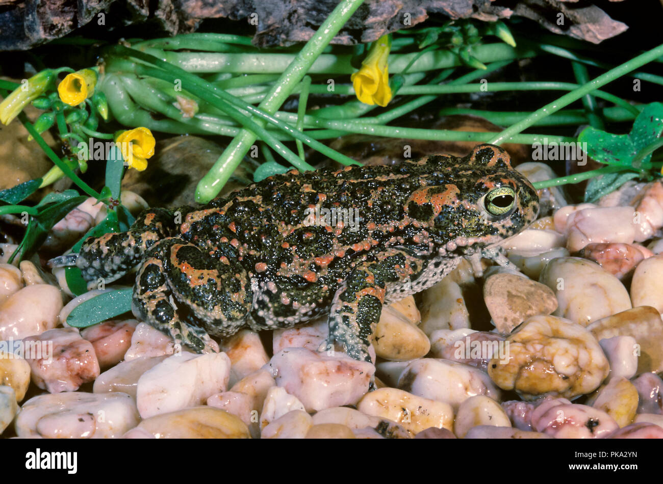 Natterjack toads hi-res stock photography and images - Alamy