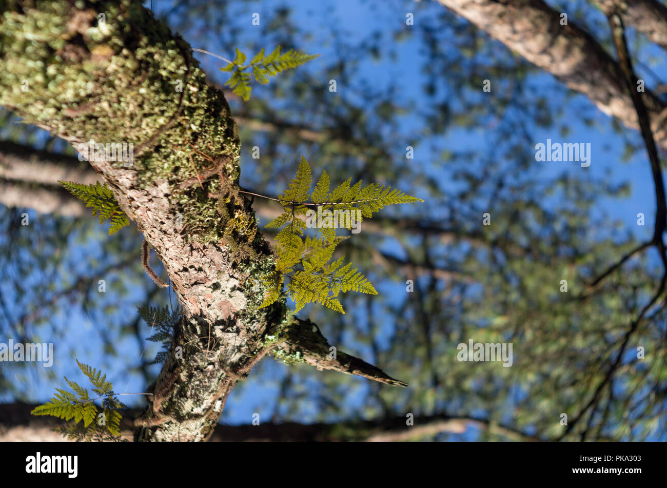 Ferns, lichens and moss live on pine tree. It is the survival of the ...