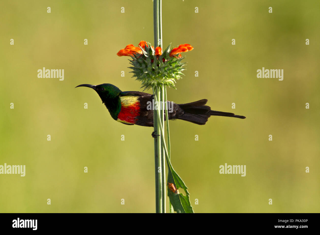 Dazzling colours hi-res stock photography and images - Alamy