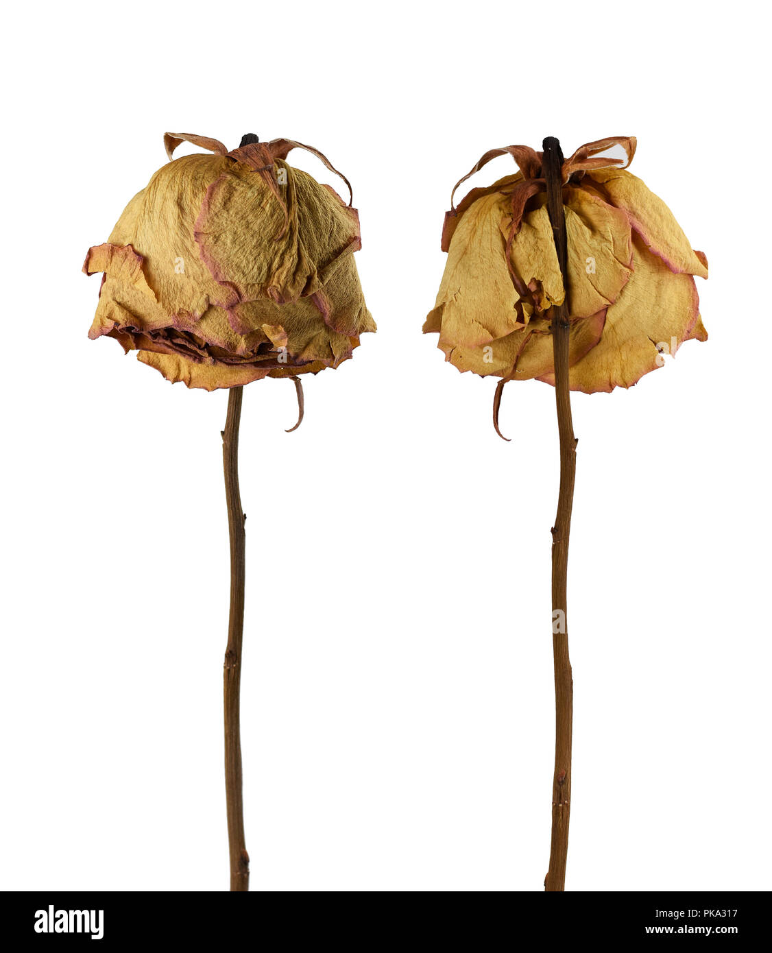 Two sad dried dead roses isolated on white background Stock Photo - Alamy