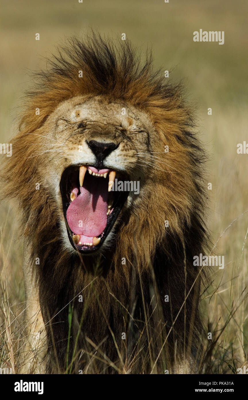 Lion Showing Canines High Resolution Stock Photography and Images - Alamy