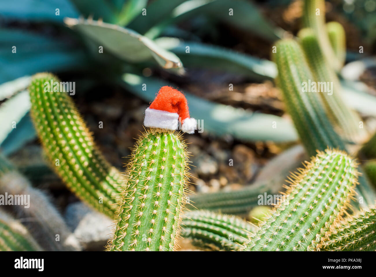 close-up view of green cactus with small santa hat in greenhouse Stock ...