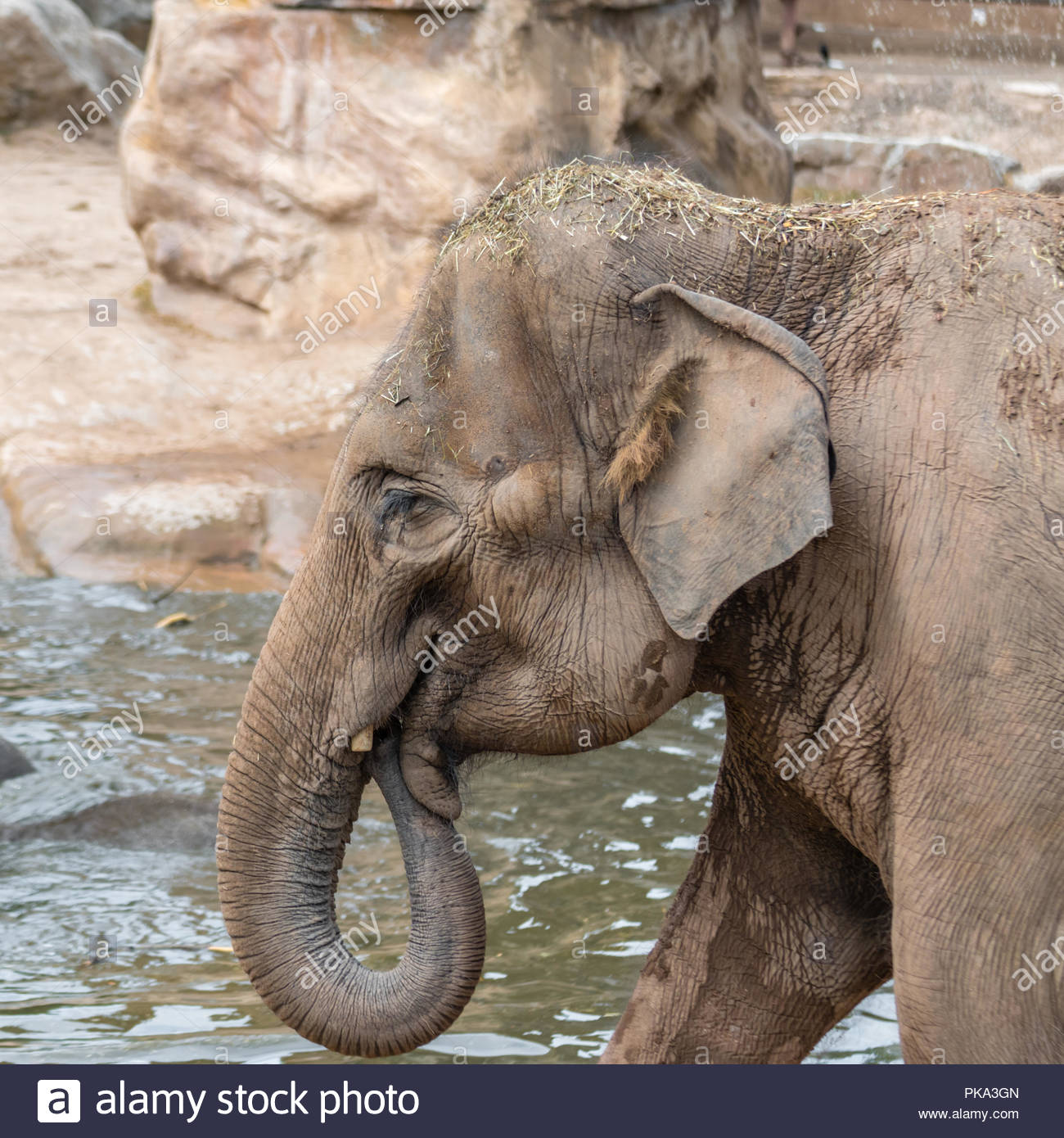 Elephant Poaching Stock Photos & Elephant Poaching Stock Images - Alamy