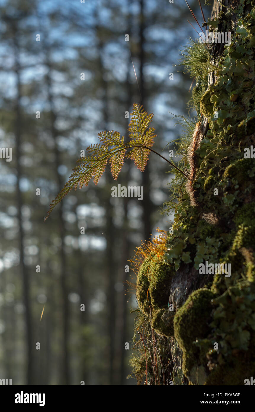 Ferns, lichens and moss live on pine tree. It is the survival of the ...