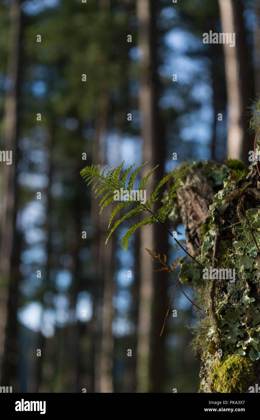 Ferns, lichens and moss live on pine tree. It is the survival of the ...