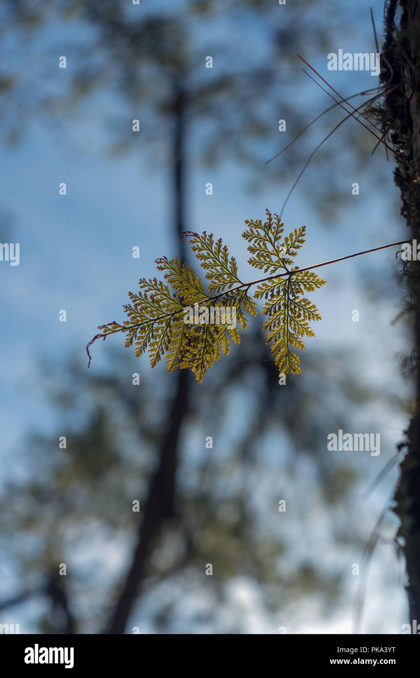 Ferns, lichens and moss live on pine tree. It is the survival of the ...